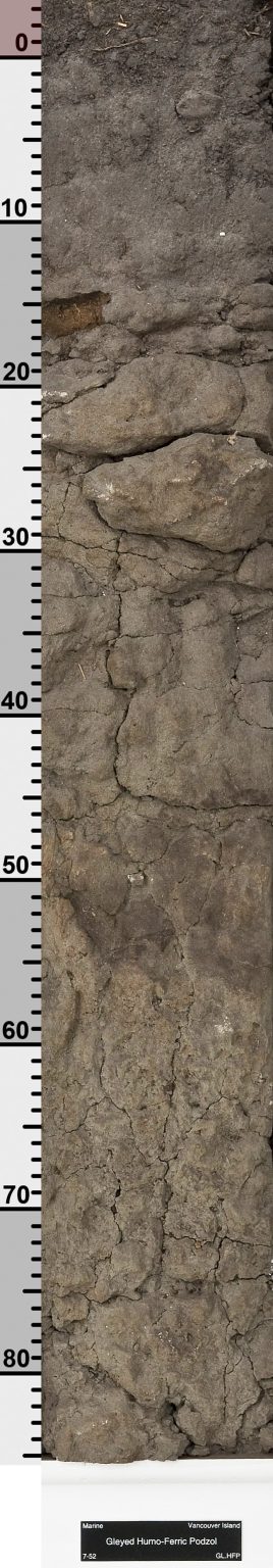 7-52 Gleyed Humo-Ferric Podzol | Soil Monoliths