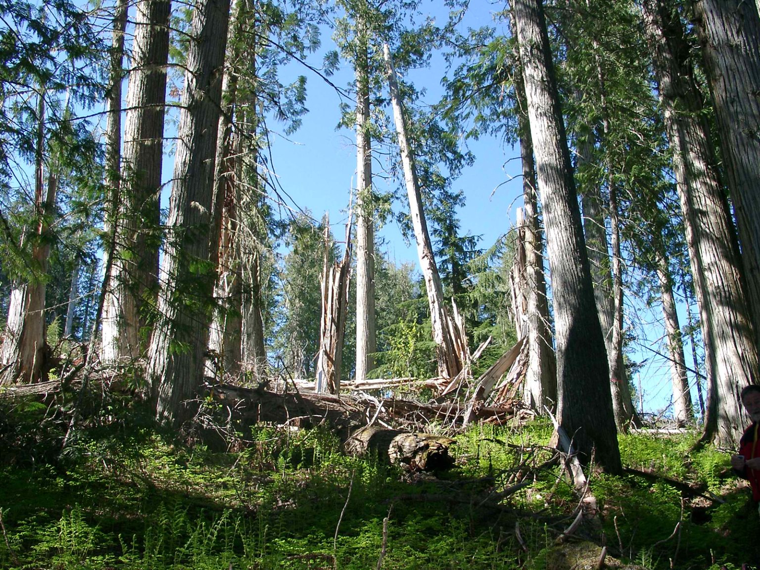 Soil Orders: Podzol | Soil Monoliths